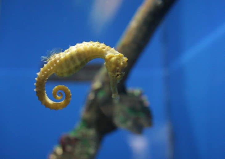 50 Surprising Seahorse Facts That You Never Knew About