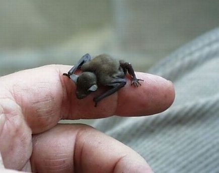 30 Adorable Facts About The Bumblebee Bat You Should Know - Facts.net