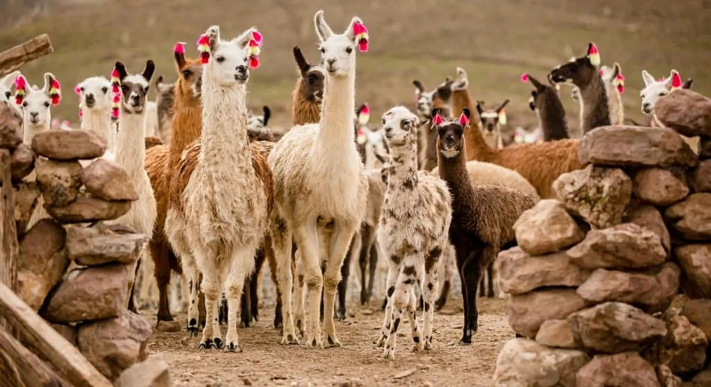 50 Beautiful Llama Facts You Don't Want To Miss - Facts.net