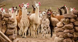 50 Beautiful Llama Facts You Don't Want To Miss - Facts.net