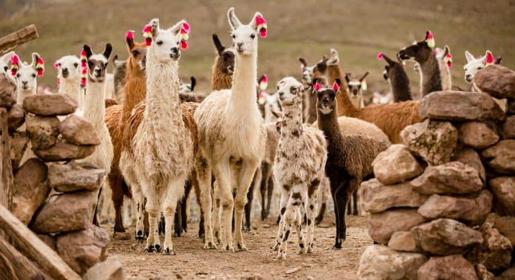 50 Beautiful Llama Facts You Don't Want To Miss - Facts.net
