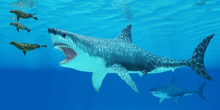 60 Massive Megalodon Facts About the Biggest Shark Ever - Facts.net