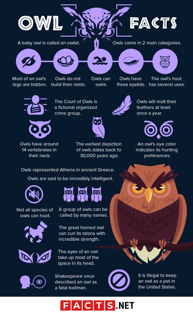 80 Chilling Owl Facts That Will Keep You Up At Night