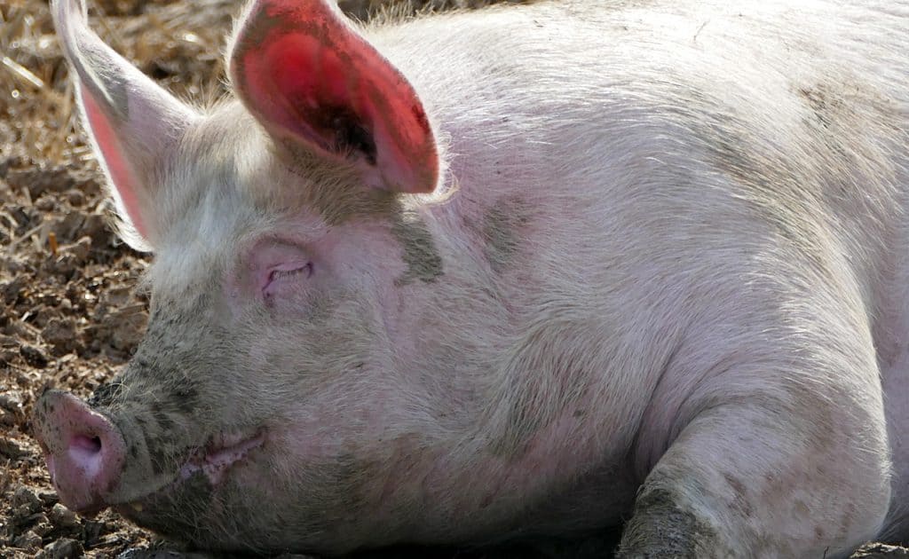50 Pig Facts That Will Make You Squeal With Joy