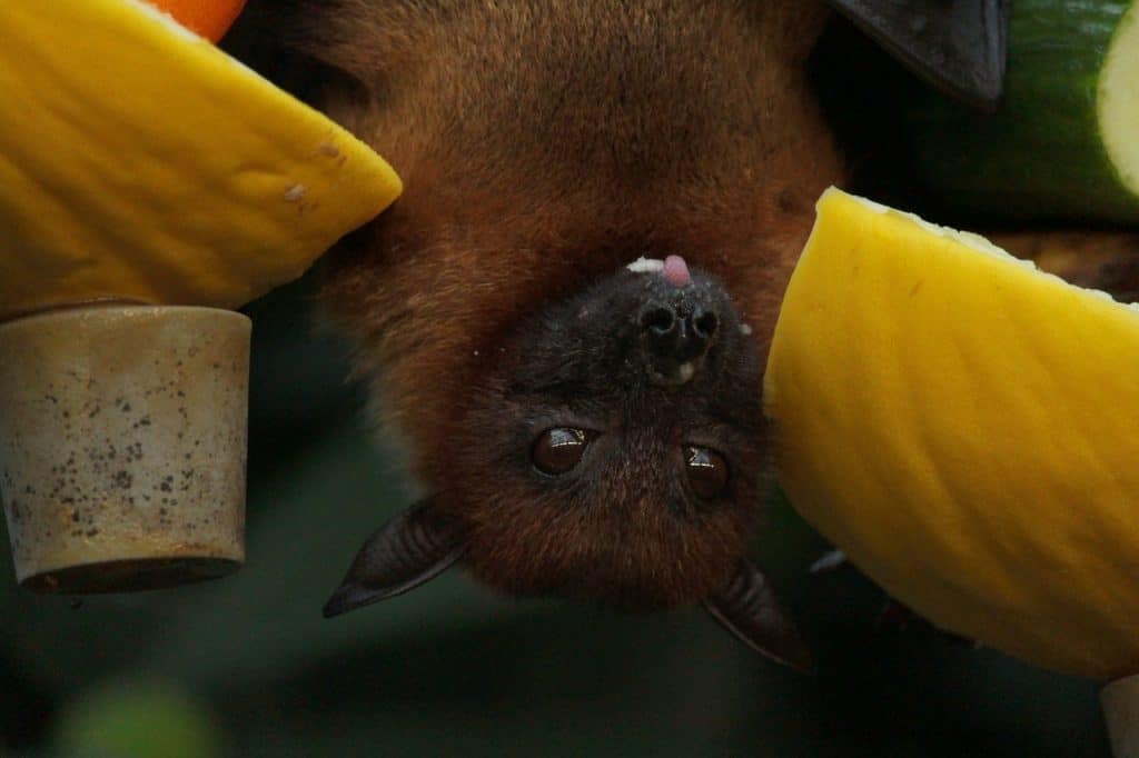 100 Amazing Bat Facts That You Never Knew About