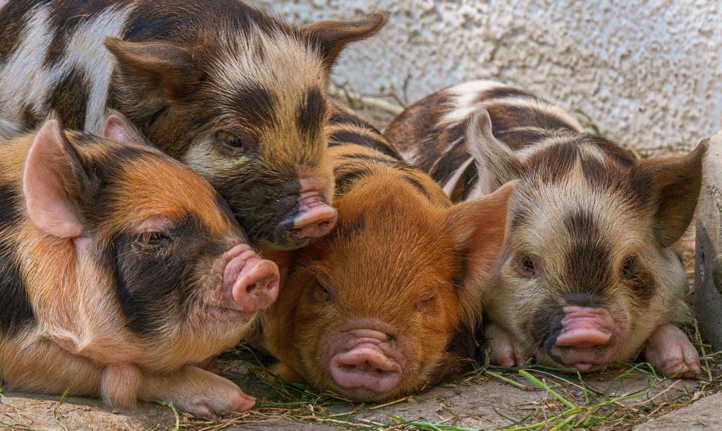 50 Pig Facts That Will Make You Squeal With Joy
