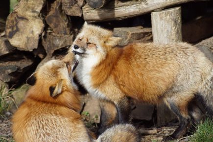 50 Fox Facts & Secrets You Want To Know - Facts.net