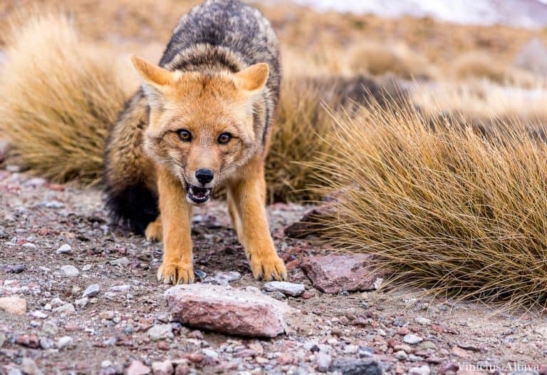 50 Fox Facts & Secrets You Want To Know - Facts.net
