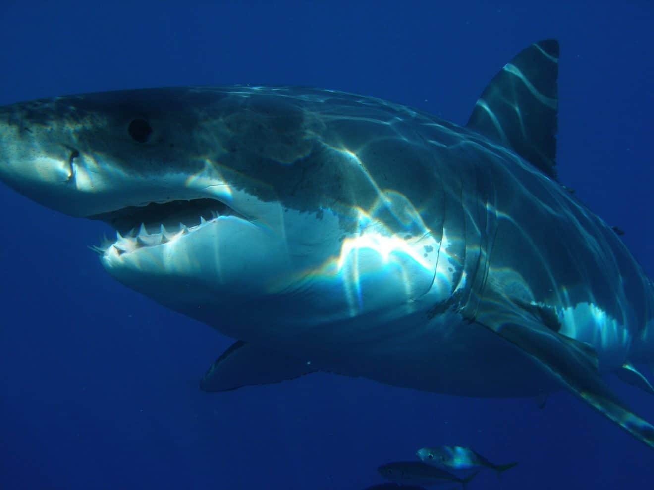 60 Massive Megalodon Facts About the Biggest Shark Ever - Facts.net
