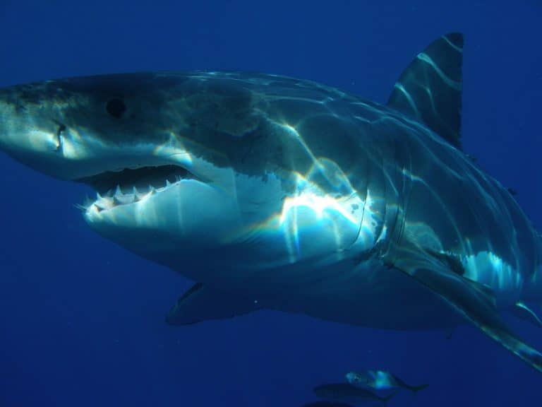 60 Massive Megalodon Facts About the Biggest Shark Ever - Facts.net