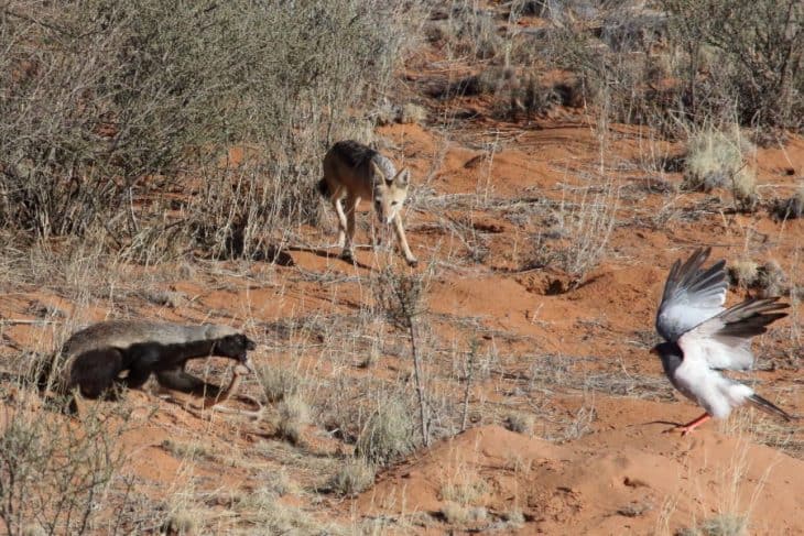 50 Wild Honey Badger Facts About The Most Fearless Animal
