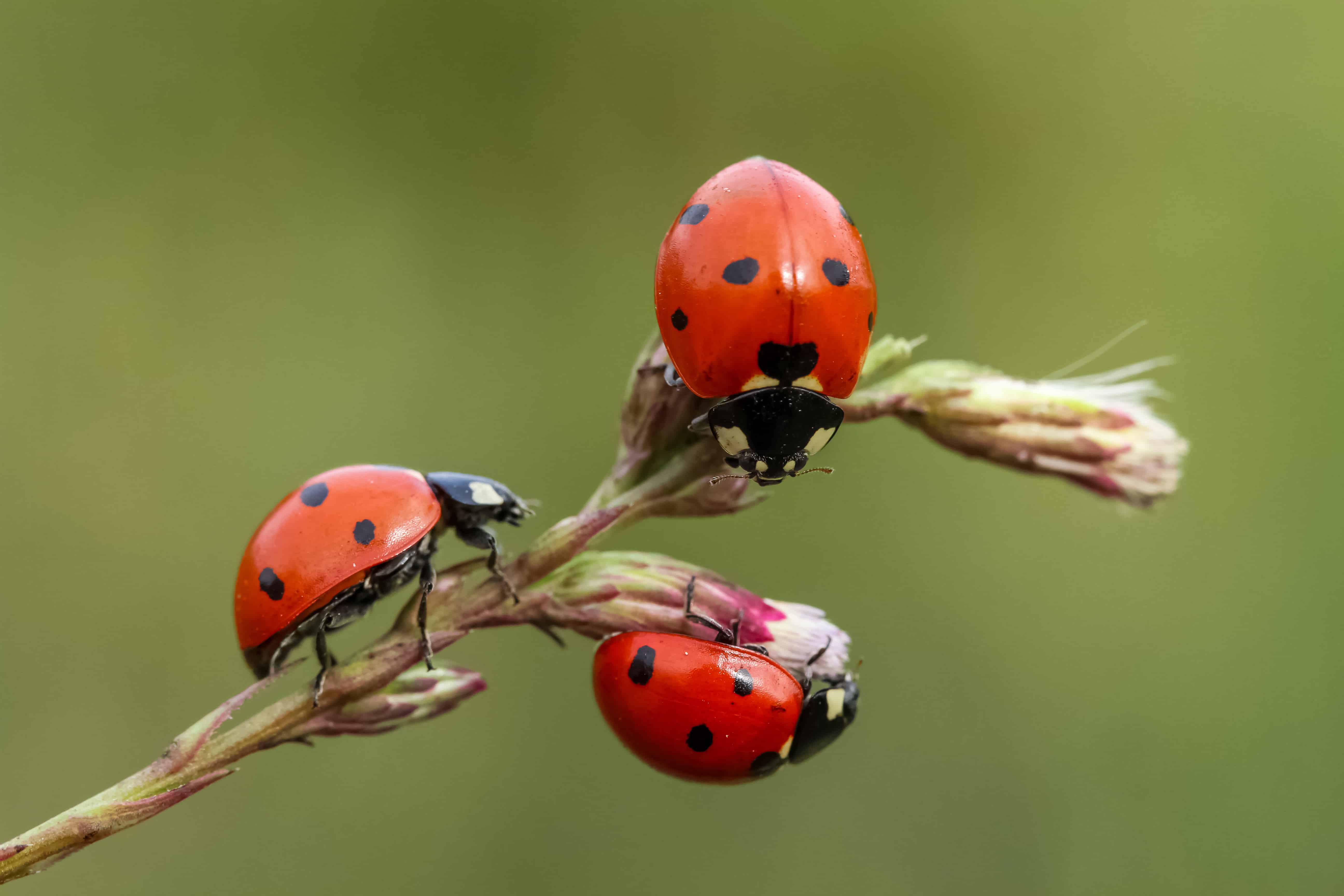 70 Cool Bug Facts You Have To Know Facts 70 Cool Bug Facts You Have To Know Facts