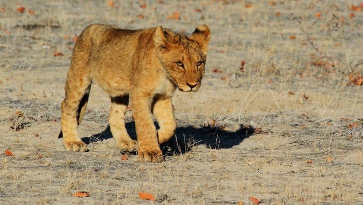 70 Roaring Lion Facts That You Never Knew About