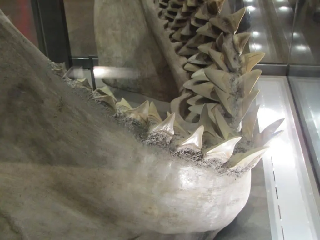 60 Massive Megalodon Facts About the Biggest Shark Ever - Facts.net