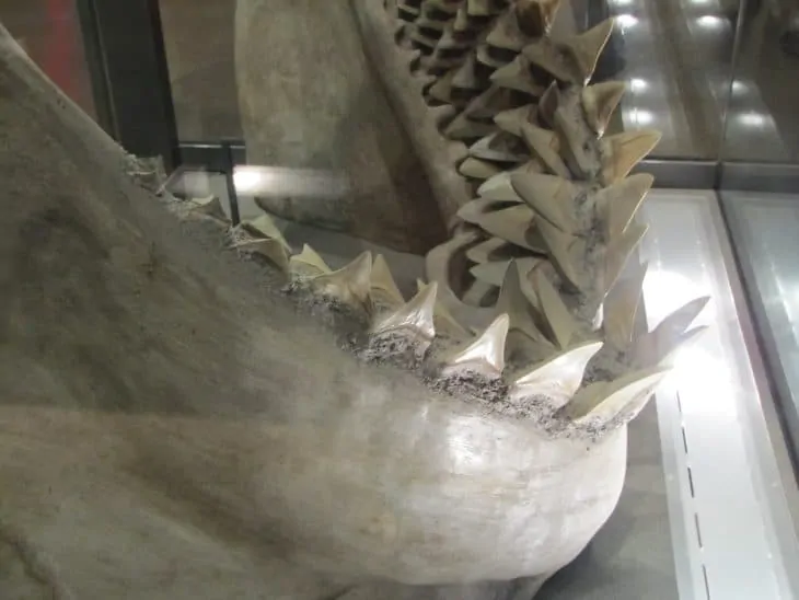 60 Massive Megalodon Facts About the Biggest Shark Ever - Facts.net