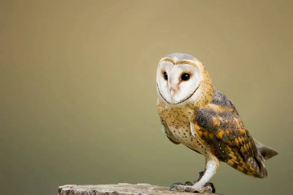 80 Chilling Owl Facts That Will Keep You Up At Night