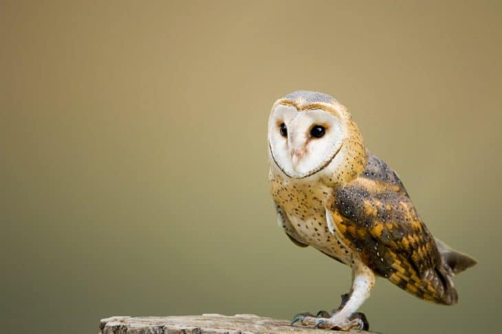80 Chilling Owl Facts That Will Keep You Up At Night