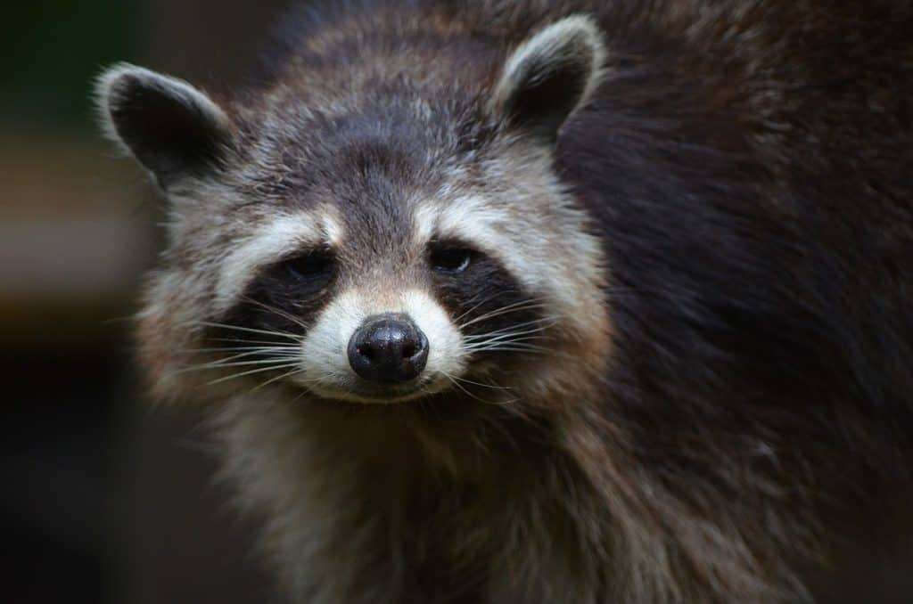 50 Interesting Raccoon Facts That Will Steal Your Heart