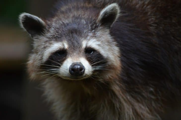 50 Interesting Raccoon Facts That Will Steal Your Heart