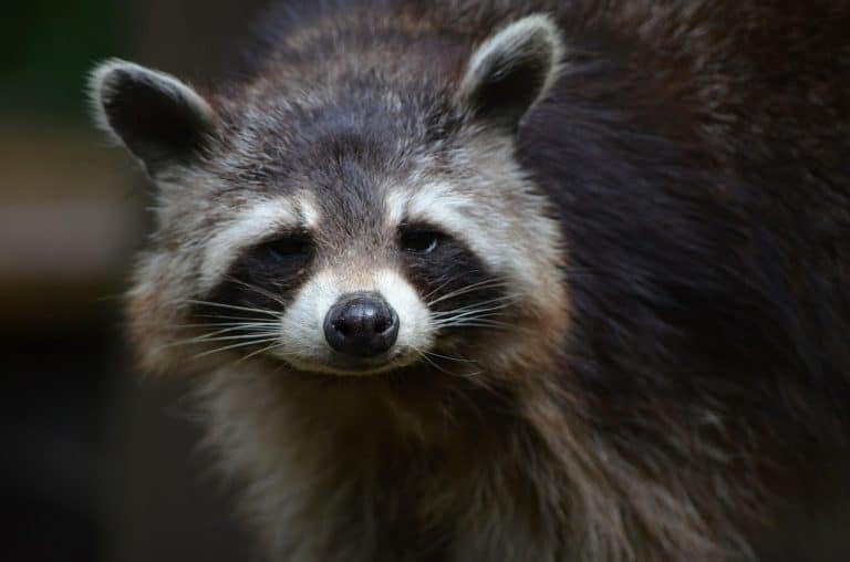 50 Interesting Raccoon Facts That Will Steal Your Heart