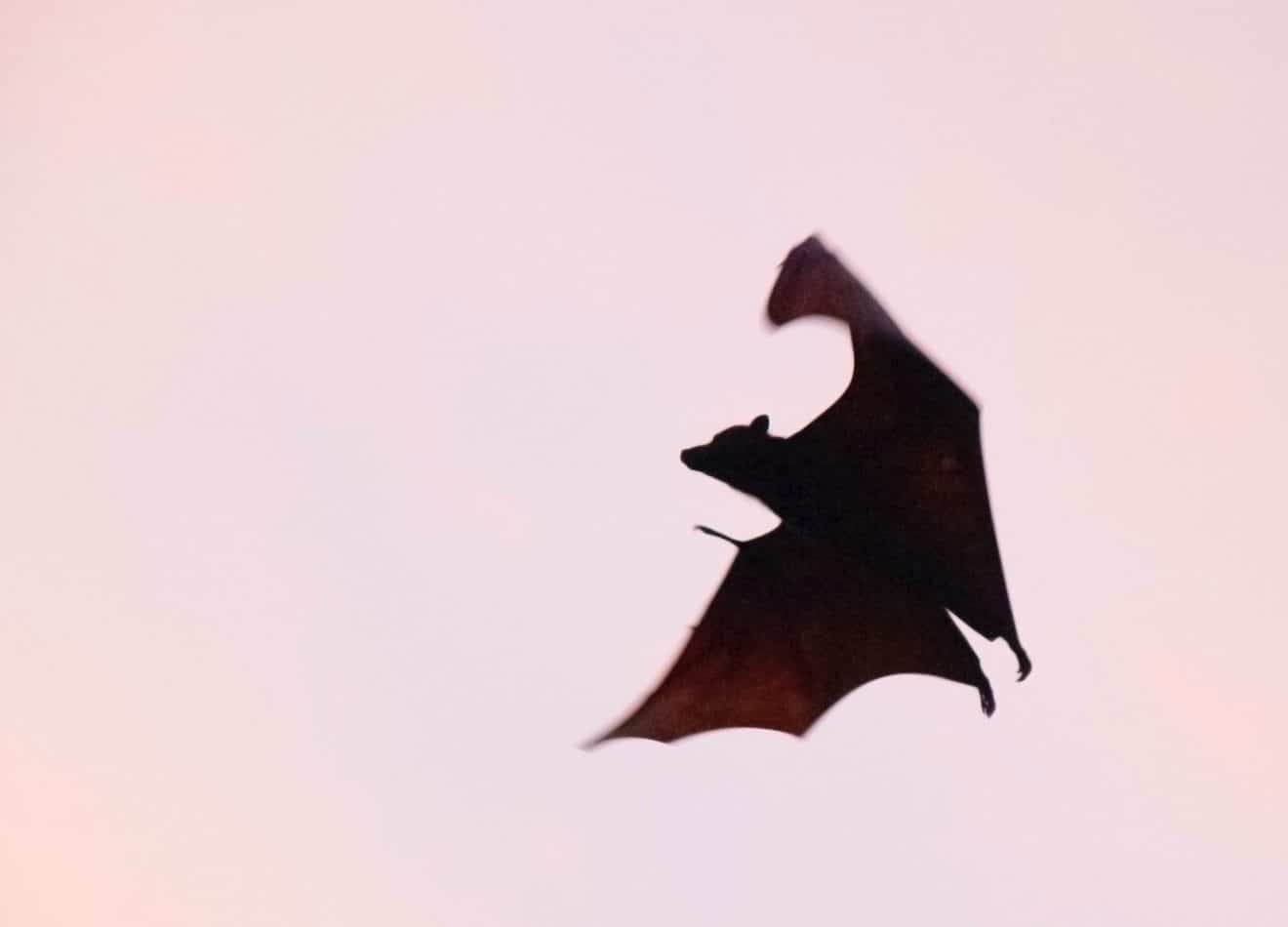 100 Amazing Bat Facts That You Never Knew About