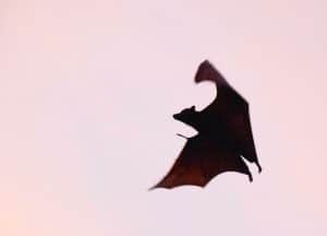 100 Amazing Bat Facts That You Never Knew About
