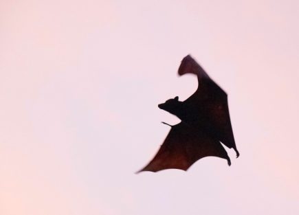 100 Amazing Bat Facts That You Never Knew About
