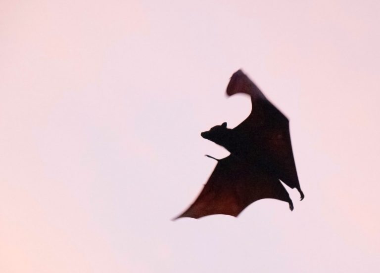 100 Amazing Bat Facts That You Never Knew About