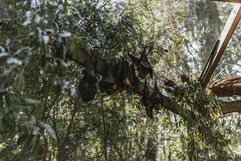 100 Amazing Bat Facts That You Never Knew About