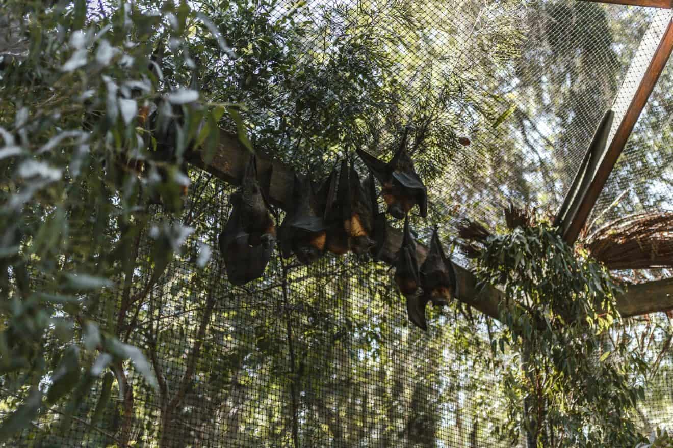 100 Amazing Bat Facts That You Never Knew About