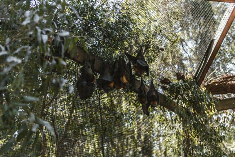 100 Amazing Bat Facts That You Never Knew About