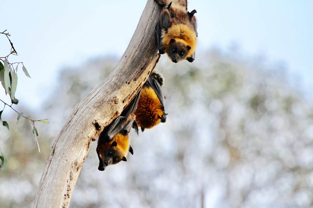 100 Amazing Bat Facts That You Never Knew About