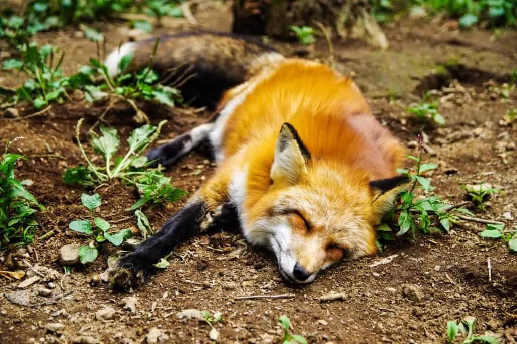 50 Fox Facts & Secrets You Want To Know - Facts.net