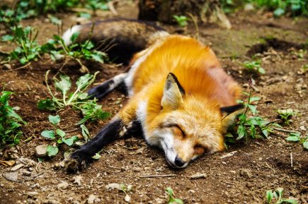 50 Fox Facts & Secrets You Want To Know - Facts.net