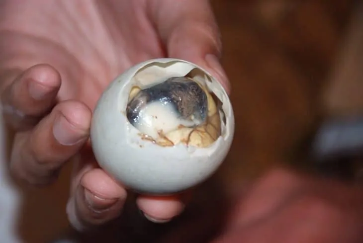 30 Bizarre Balut Facts About This Unusual Delicacy - Facts.net