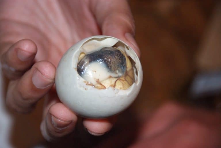 30 Bizarre Balut Facts About This Unusual Delicacy - Facts.net