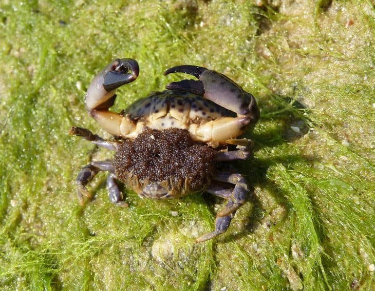 50 Surprising Crab Facts That You Never Knew About