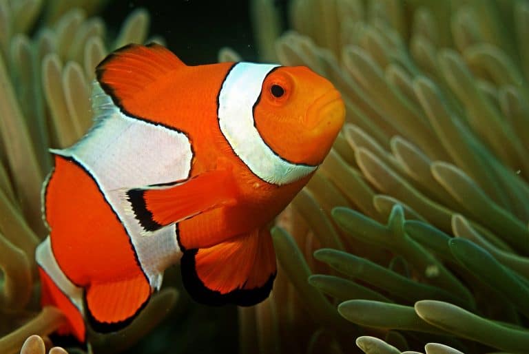 100 Interesting Fish Facts That You Never Knew About