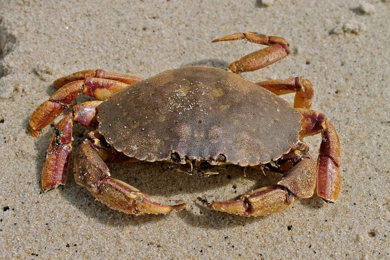 50 Surprising Crab Facts That You Never Knew About