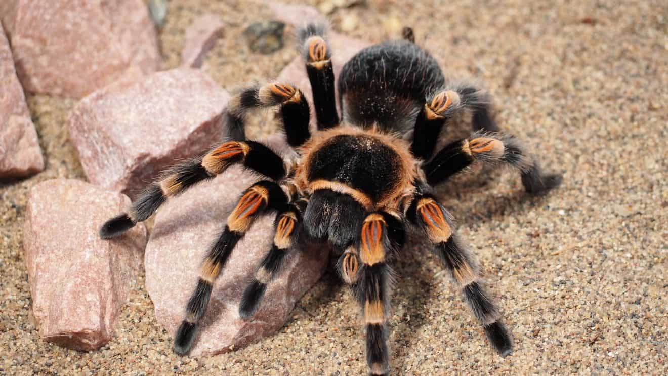 50 Thrilling Tarantula Facts That Are Too Big To Miss