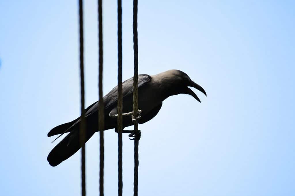 50 Clever Crow Facts About The World's Smartest Birds