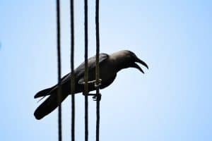50 Clever Crow Facts About The World's Smartest Birds