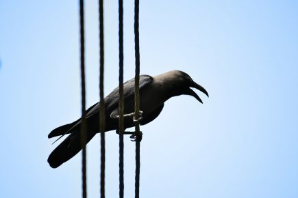 50 Clever Crow Facts About The World's Smartest Birds