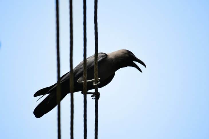 50 Clever Crow Facts About The World's Smartest Birds