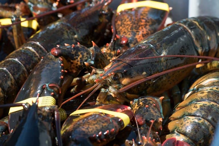 120 Surprising Lobster Facts That You Never Knew About
