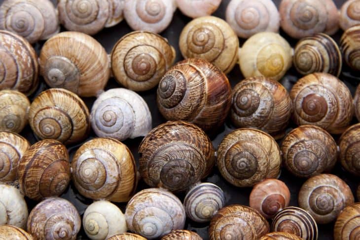 50 Cool Snail Facts That You Didn't Know Until Now
