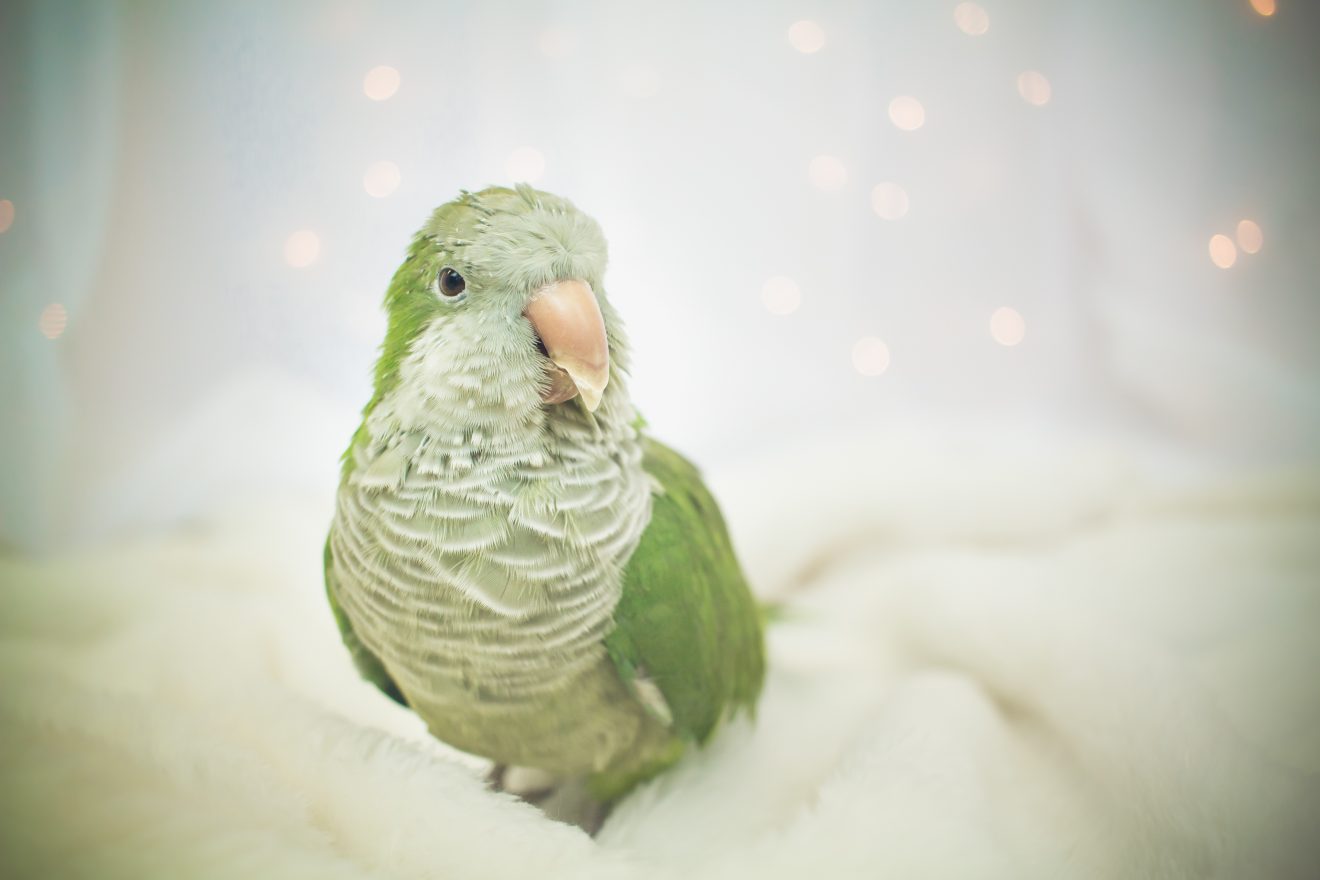 30 Quirky Facts About The Quaker Parrot - Facts.net