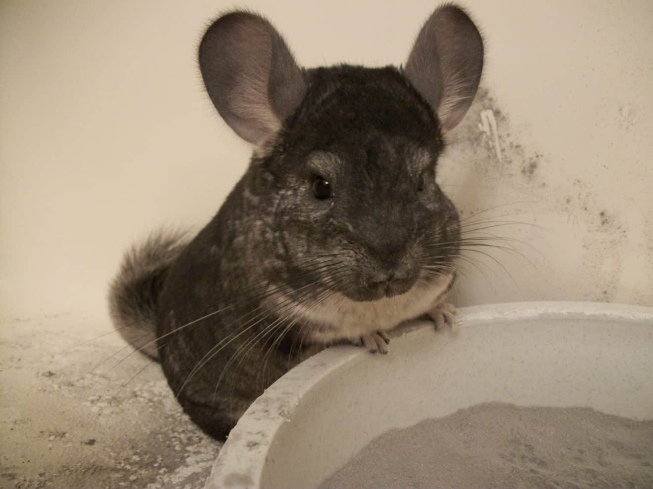 50 Charming Chinchilla Facts That You Have To Know