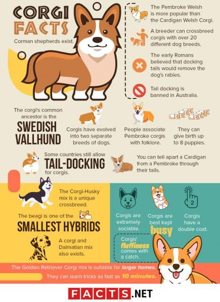 70 Interesting Corgi Facts That Will Steal Your Heart
