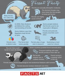 50 Adorable Ferret Facts That Might Just Make Your Day